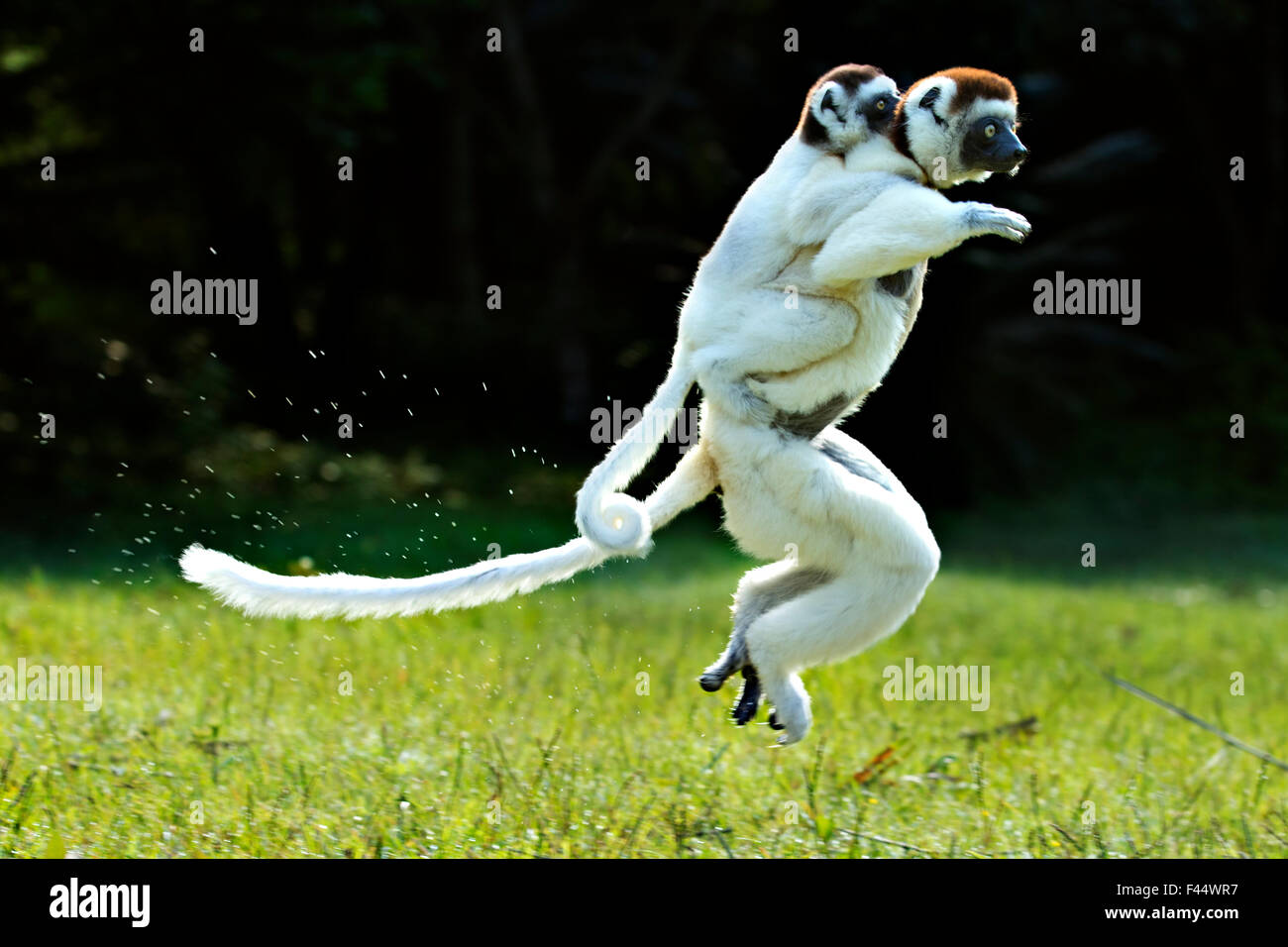 Verreaux Sifaka (Propithecus verreauxi) jumping across ground with baby ...