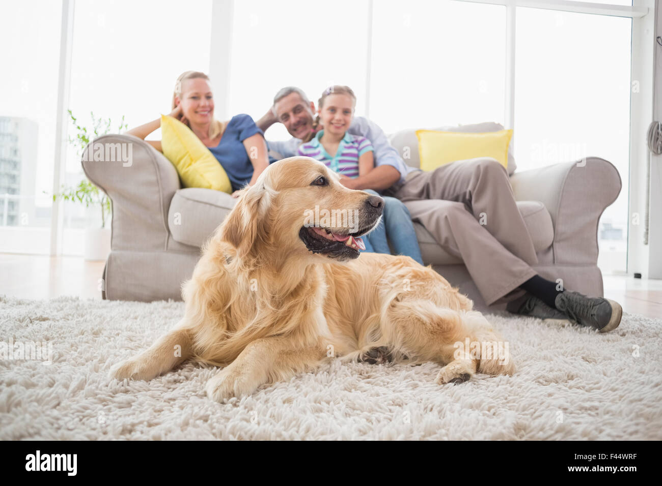 Golden Retriever with family at home Stock Photo - Alamy