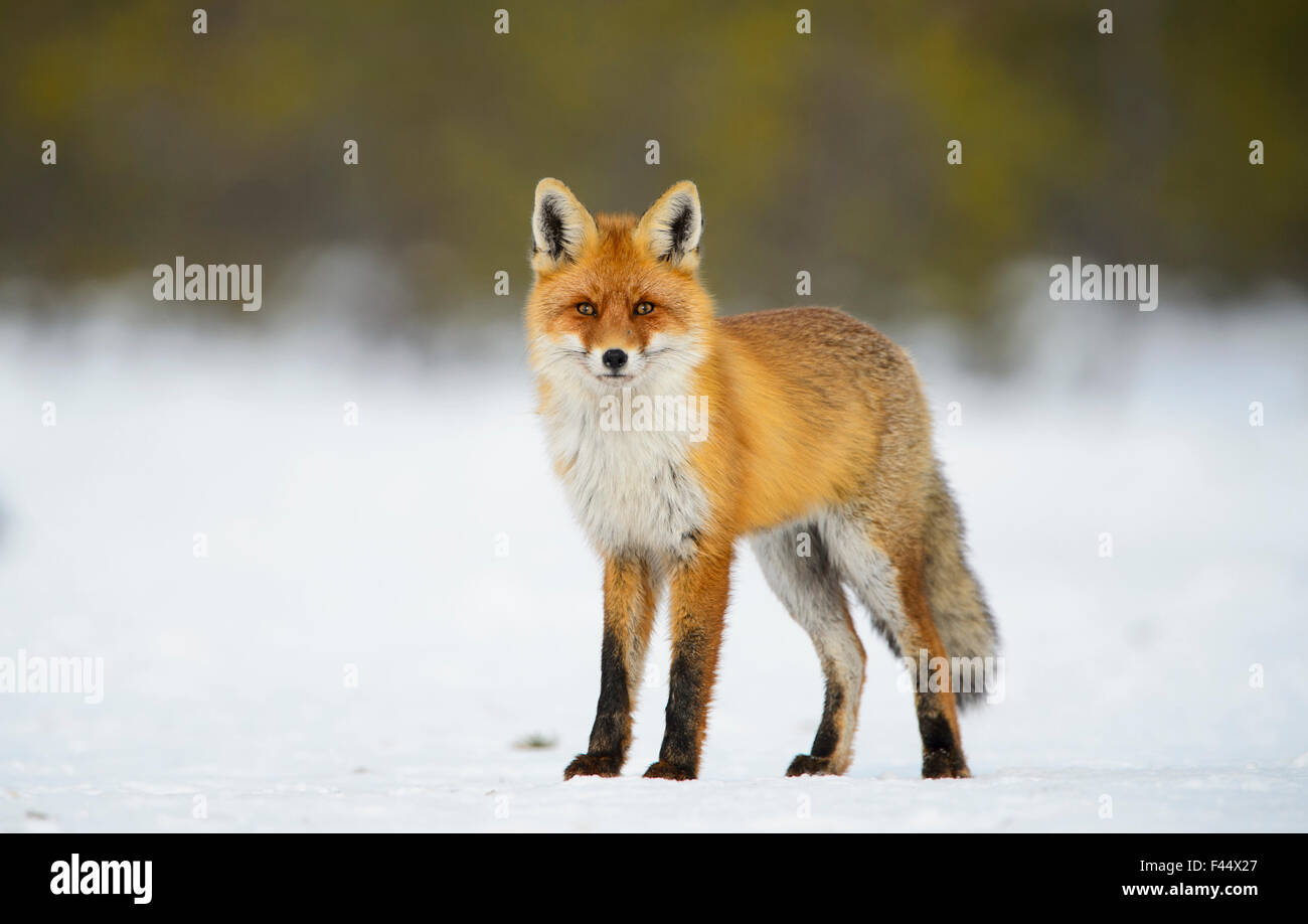 Red fox (Vulpes vulpes) stanidng in snowy clearing in bog, Southern ...