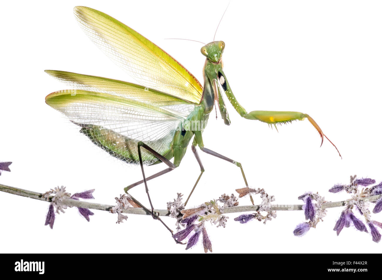 Praying Mantis (Mantis religiosa) defensive display on flowers, Orvieto ...