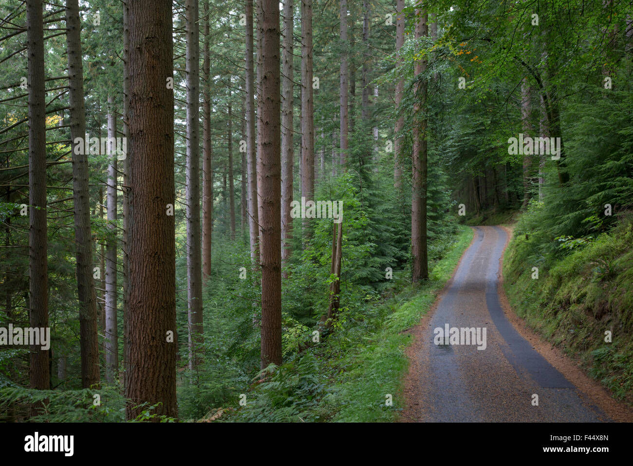 A forest road, Wales, UK Stock Photo - Alamy