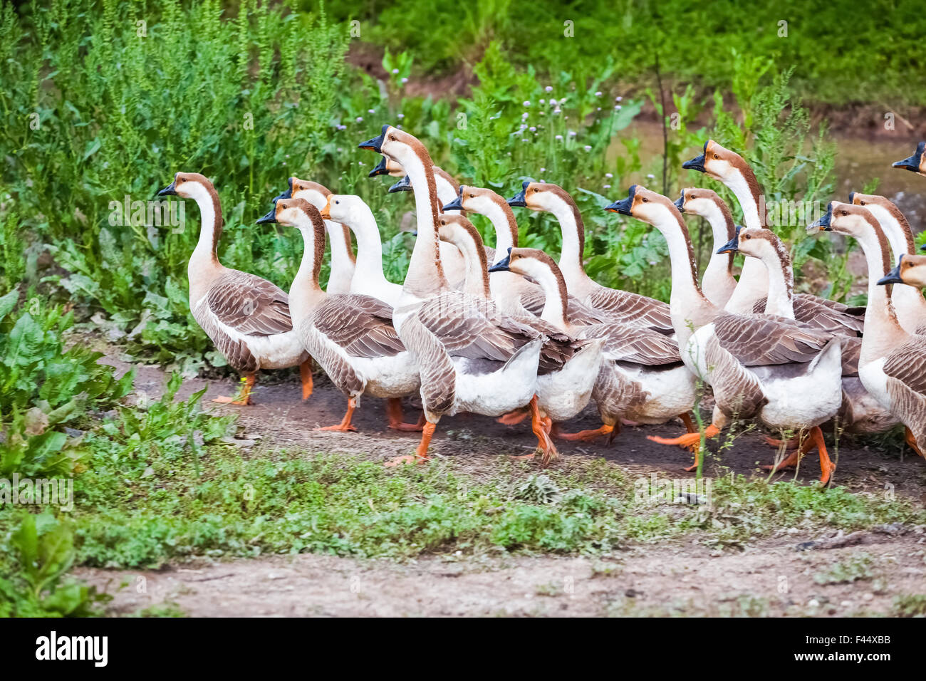 Goose feet hi-res stock photography and images - Alamy
