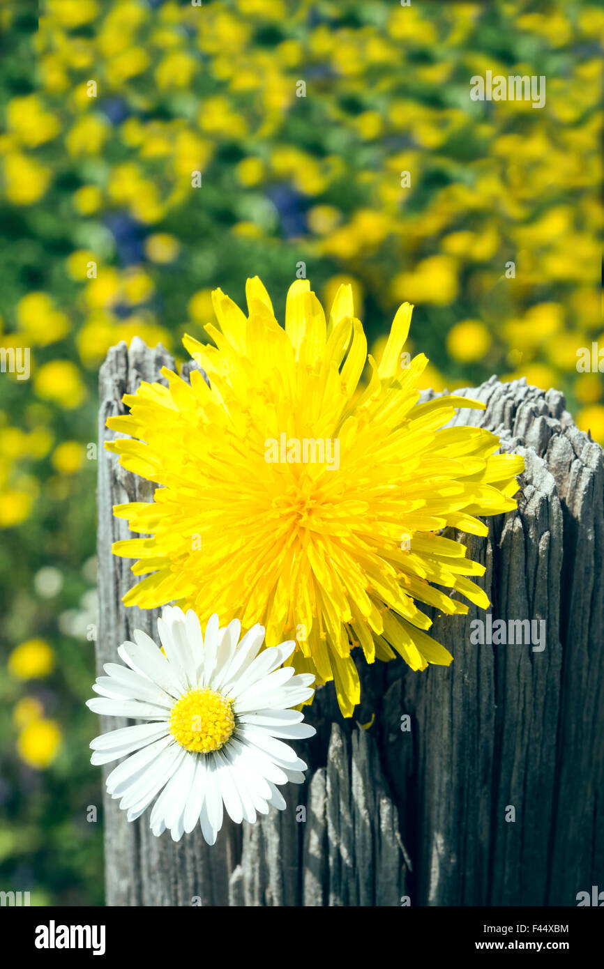Dandelion and daisy hi-res stock photography and images - Alamy