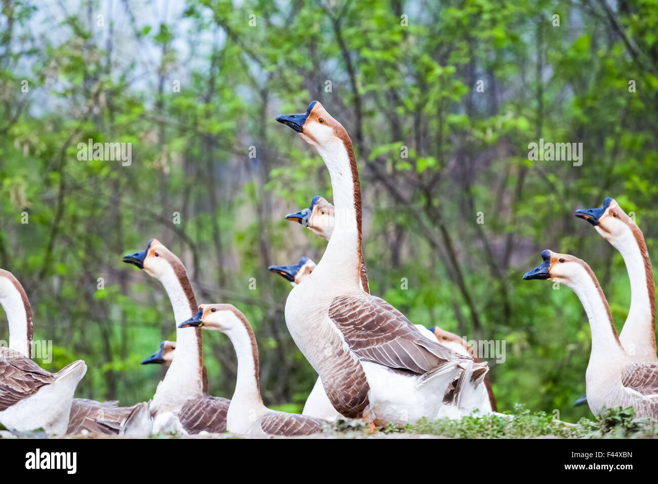 Goose looking down hi-res stock photography and images - Alamy