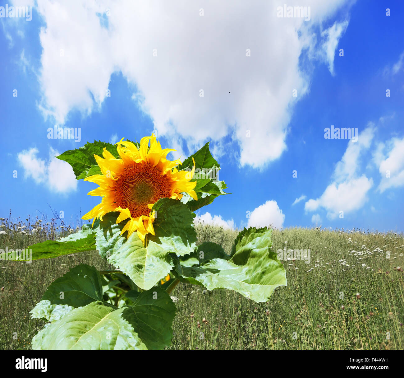 Israel sunflower field hi-res stock photography and images - Alamy