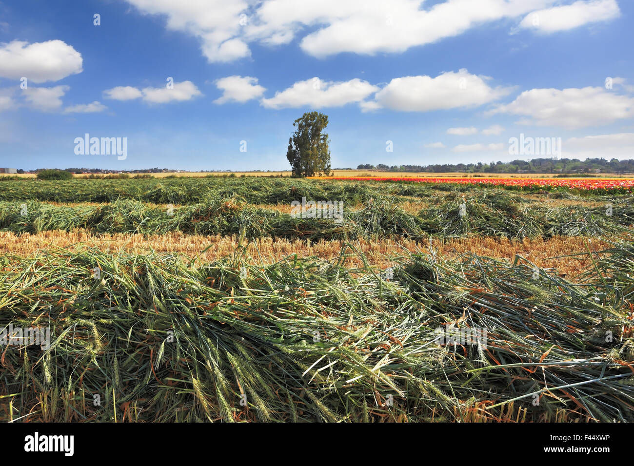 Harvest in the fields Stock Photo - Alamy