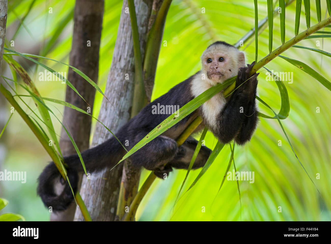 White-faced Capuchin (Cebus capucinus imitator) resting in palm tree ...
