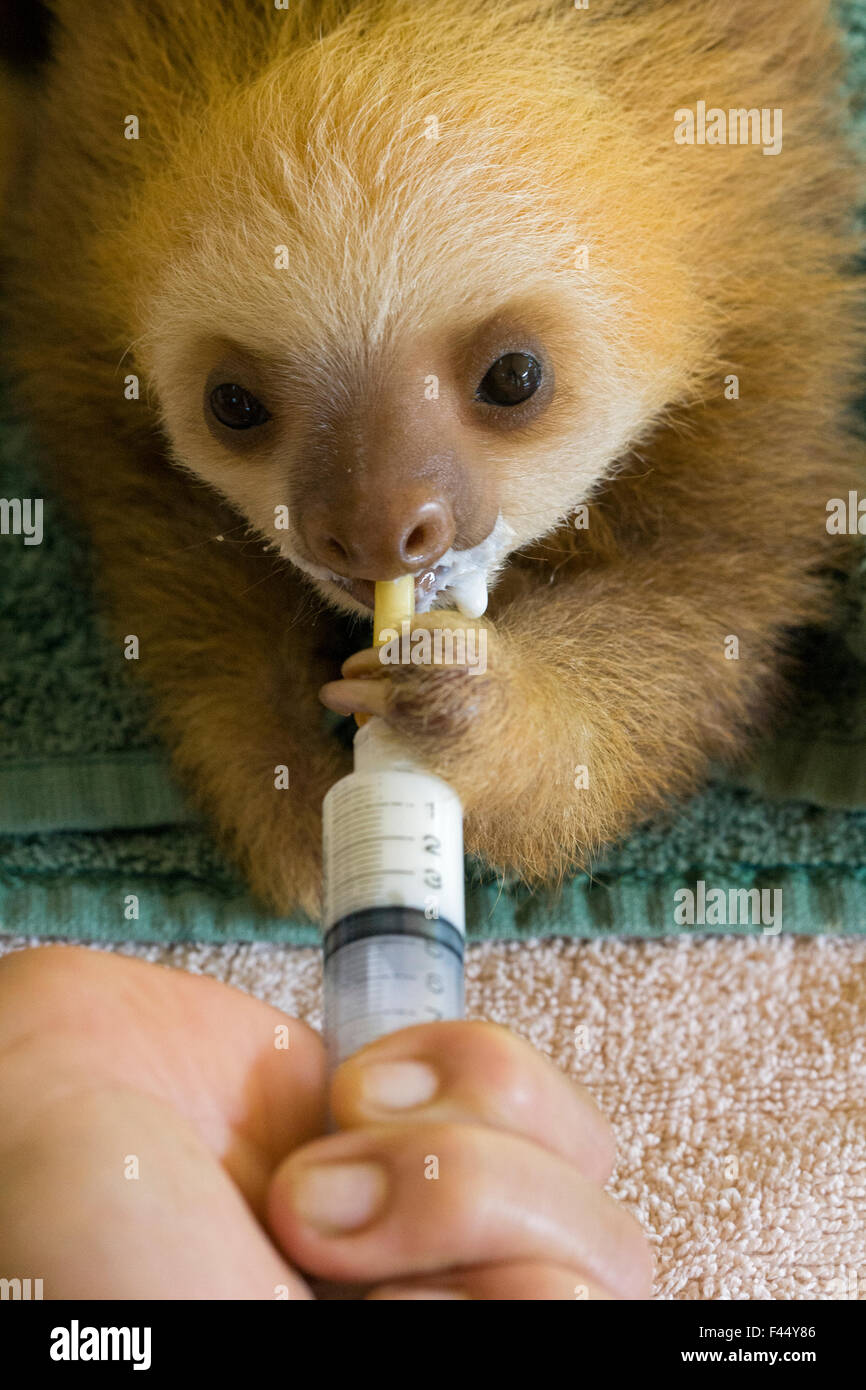 Sloths close up hi-res stock photography and images - Alamy