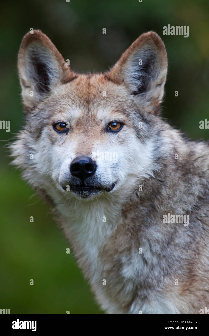Mexican gray wolf hi-res stock photography and images - Alamy