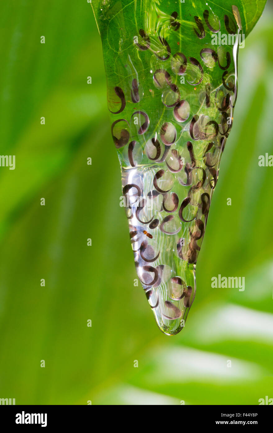 Glass frog (Centrolenidae) clear egg case with tadpoles encased above ...