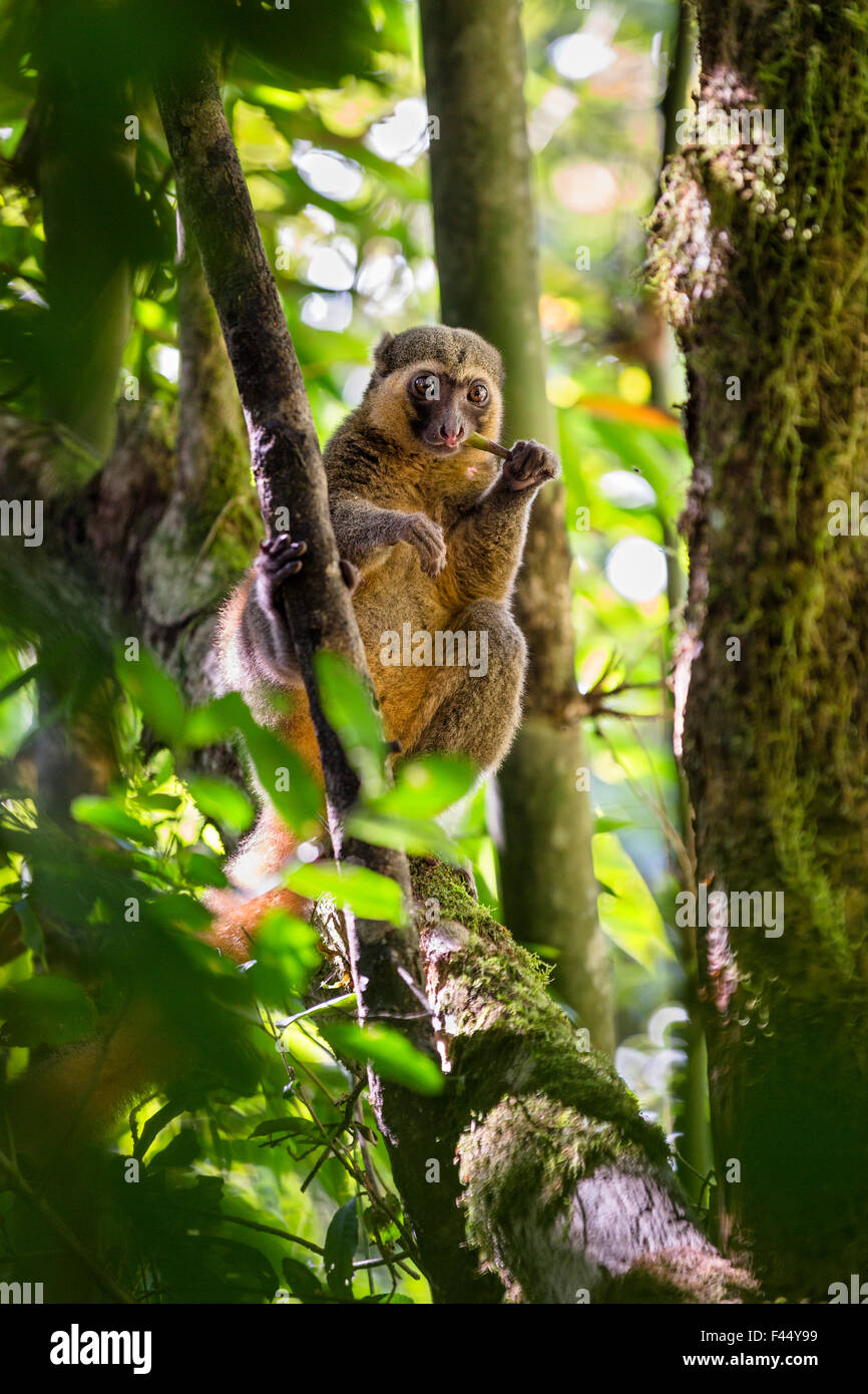 Golden Bamboo Lemur (Hapalemur aureus) male eating bamboo-shoot ...