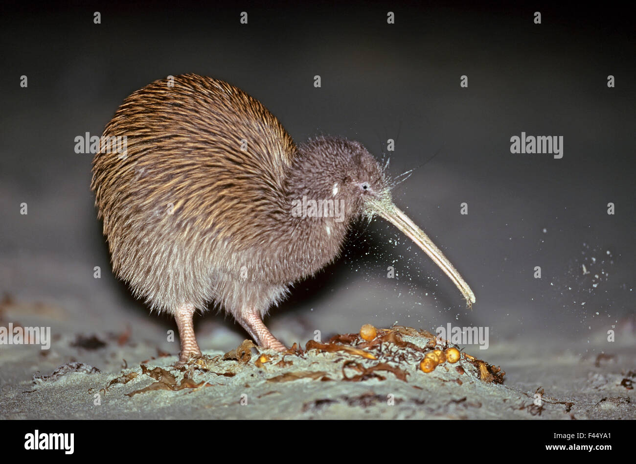 Stewart Island Brown Kiwi / Southern Tokoeka (Apteryx australis lawryi ...