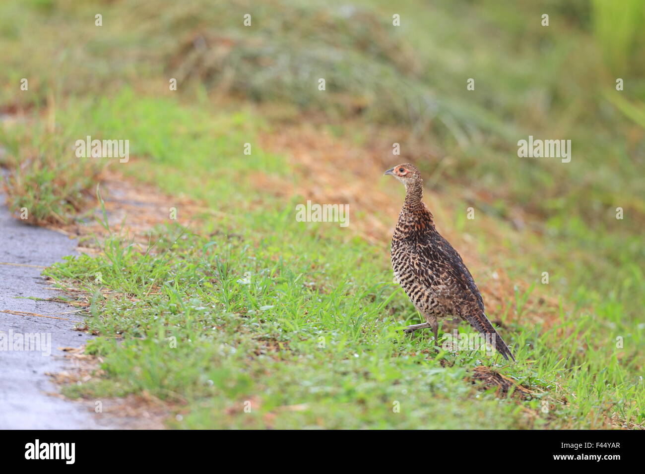 Japanese Green Pheasant (Phasianus versicolor robustipes) family in ...
