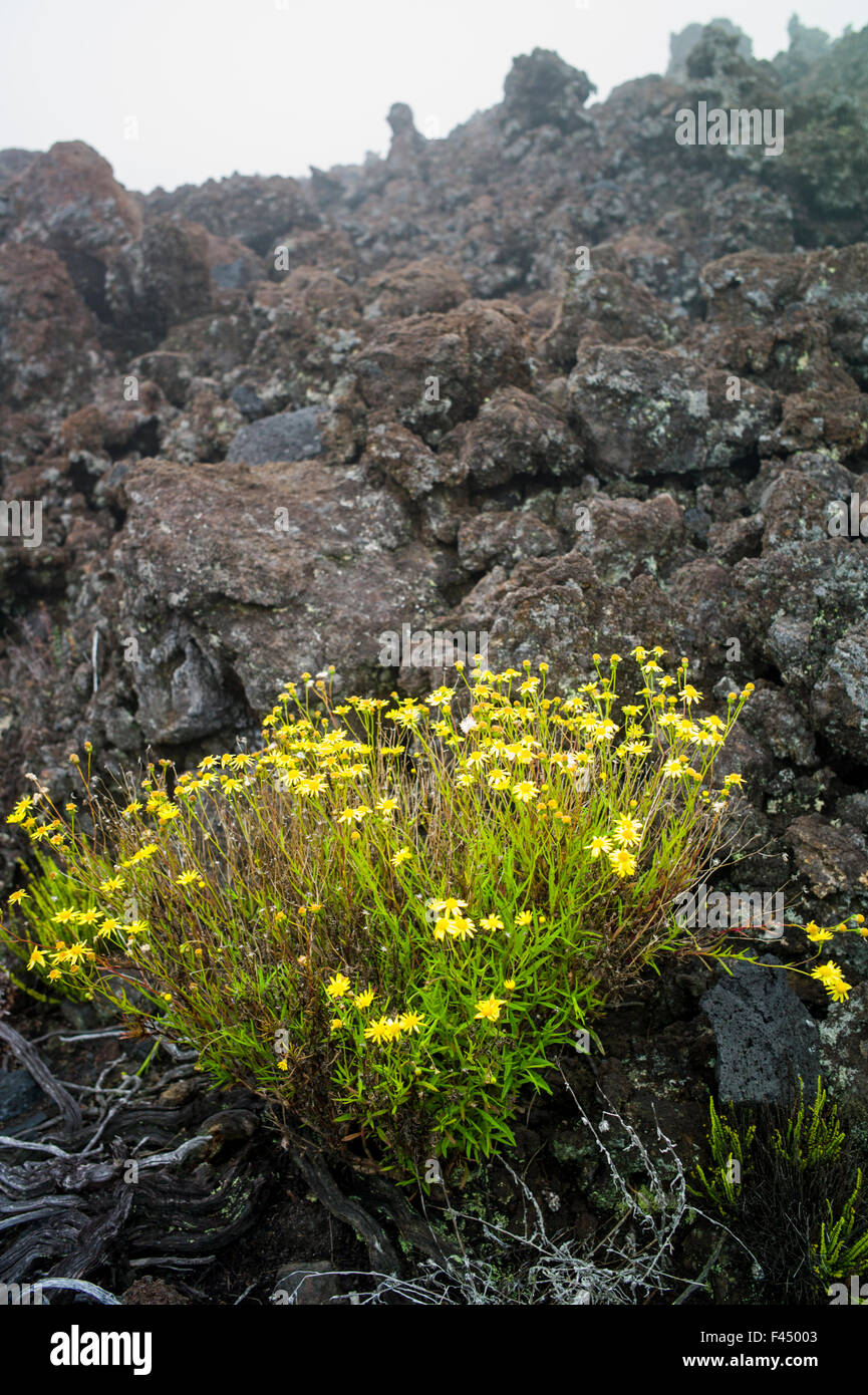Foggy view of Fireweed; Senecio madagascariensis; daisy; growing in ...