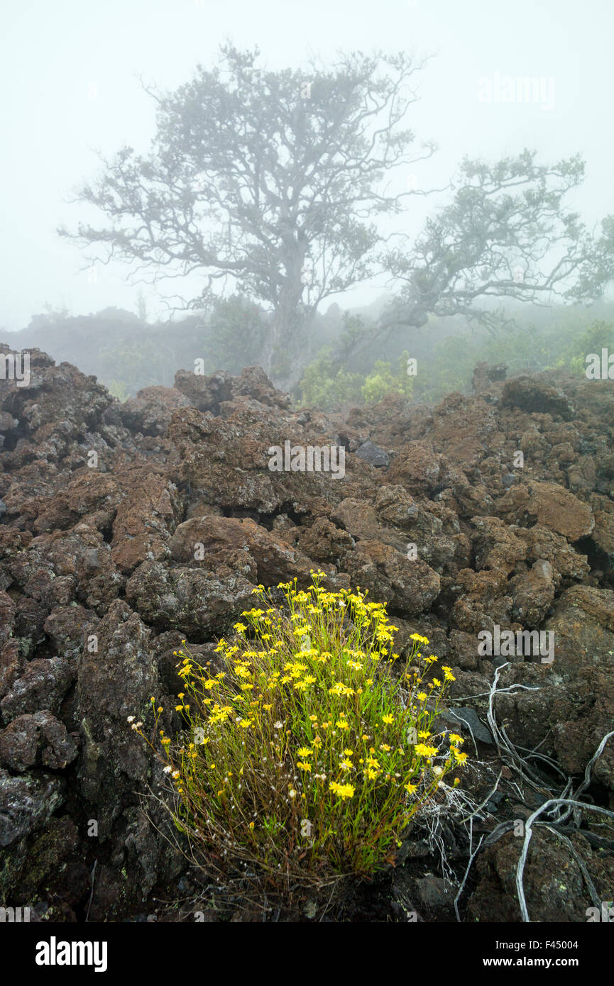 Foggy view of Fireweed; Senecio madagascariensis; daisy; growing in ...