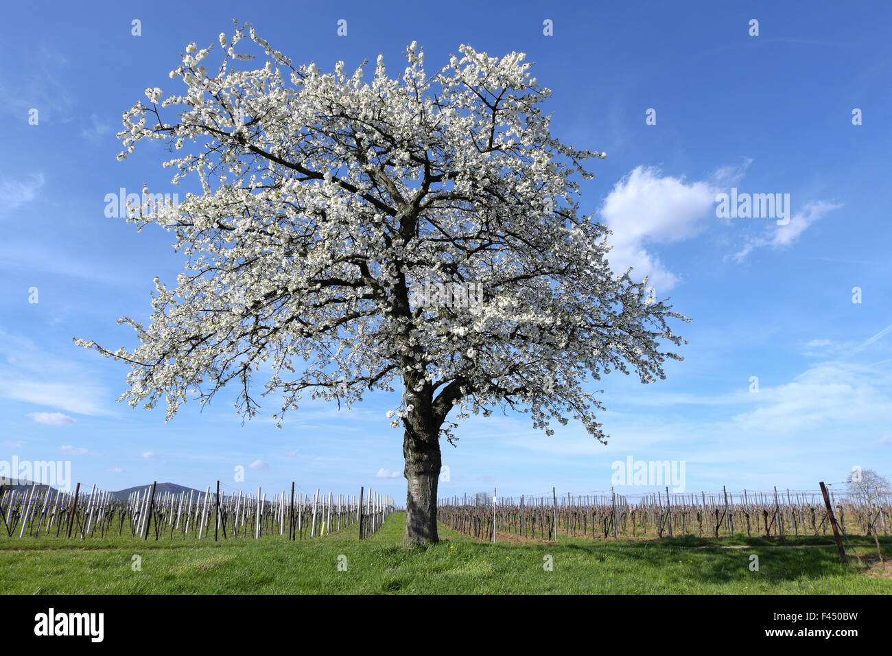 Blooming cherry tree hi-res stock photography and images - Alamy