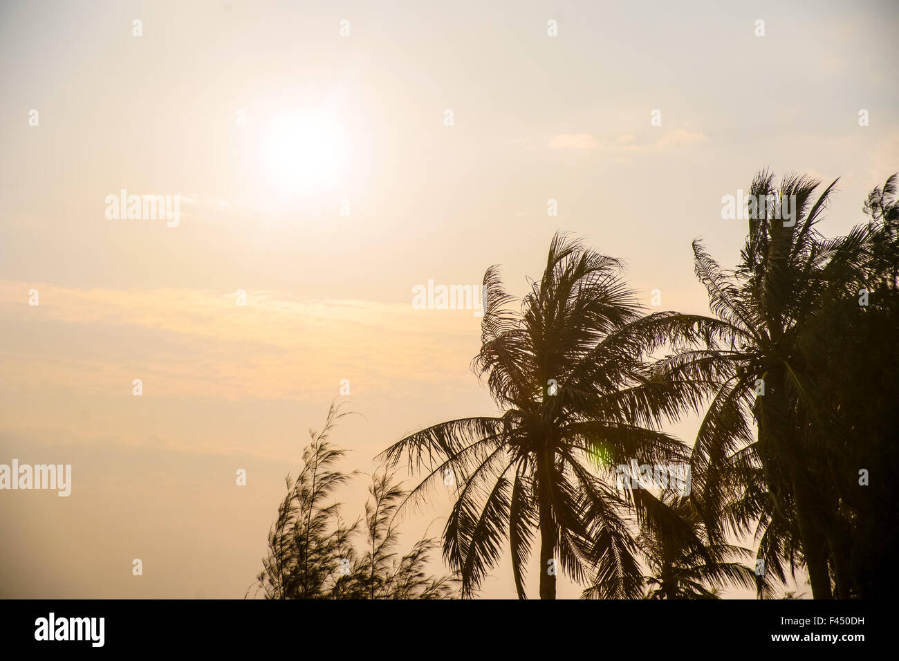 palms at sunset Stock Photo - Alamy
