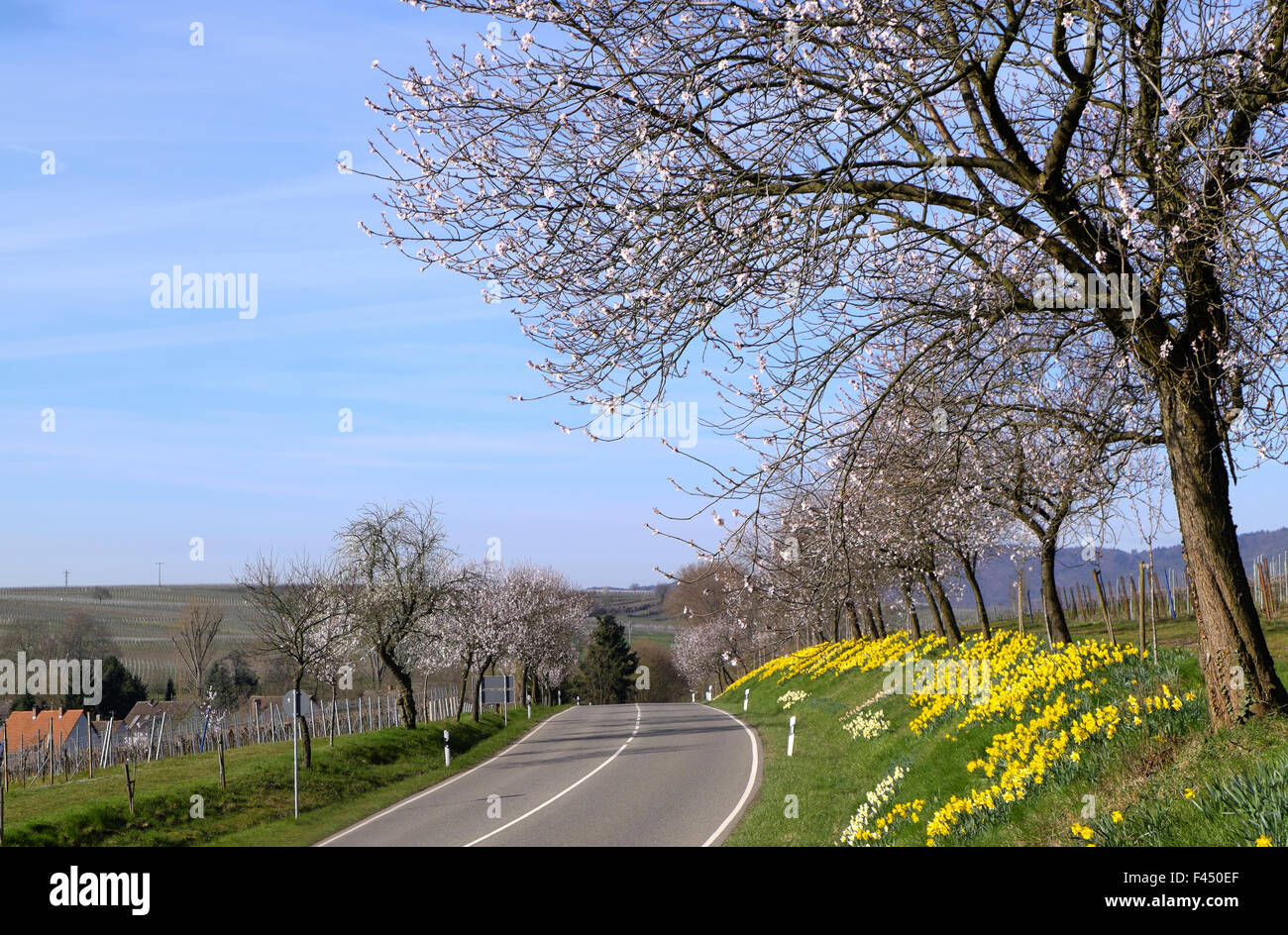 Country road in spring hi-res stock photography and images - Alamy