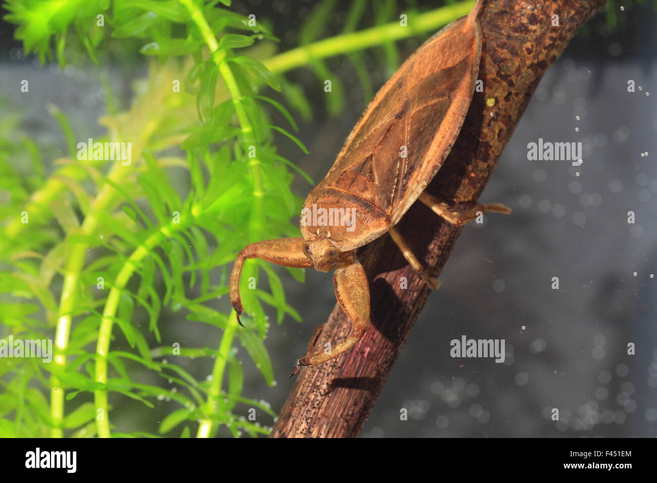 Giant water bug (Lethocerus deyrollei) in Japan Stock Photo - Alamy