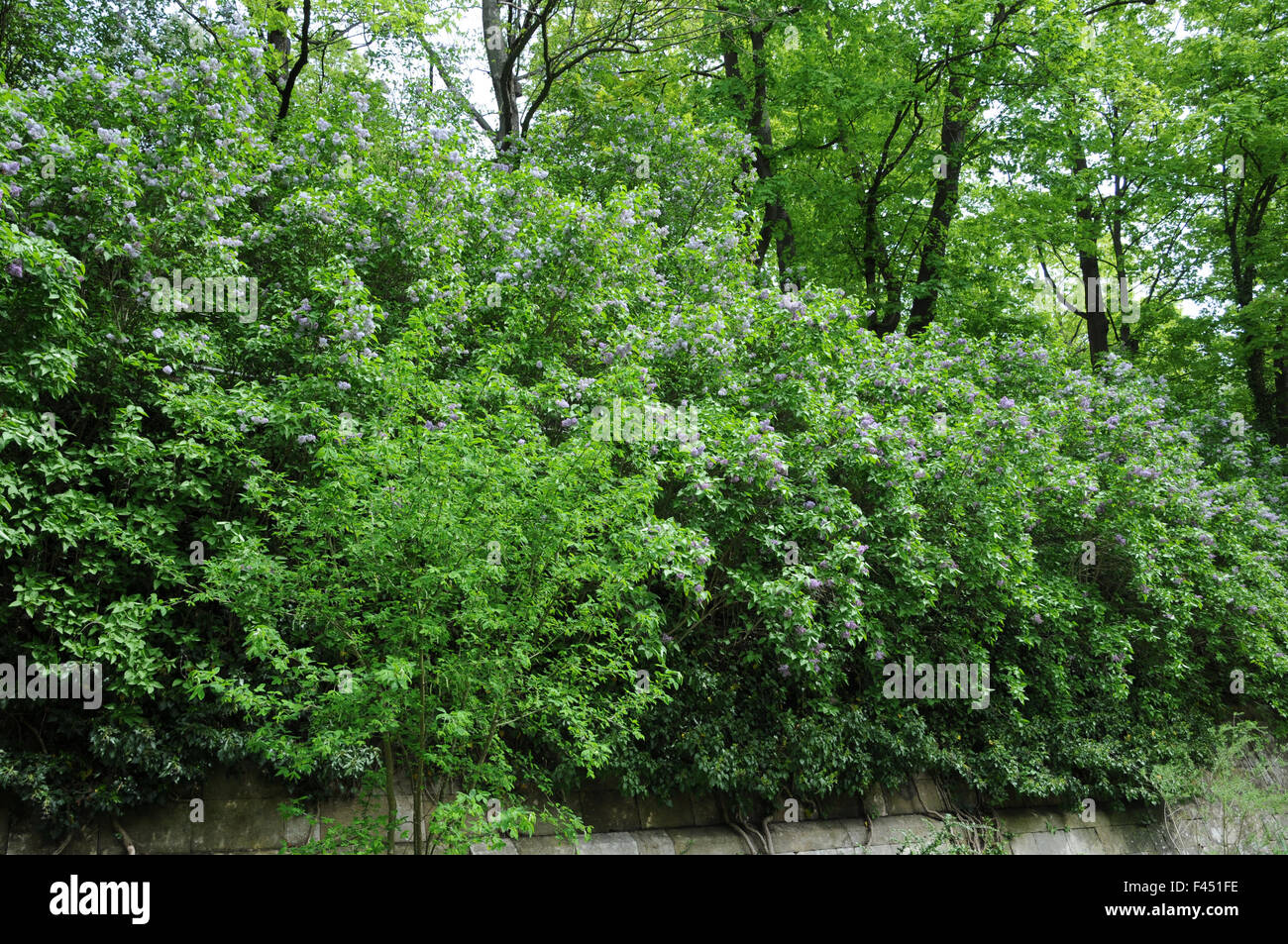 Lilac wild flowers hi-res stock photography and images - Alamy