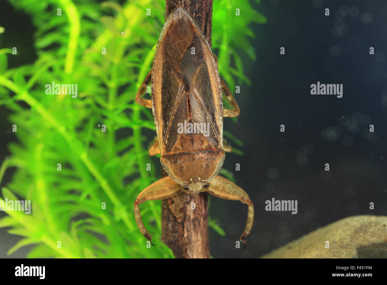 Water bug hi-res stock photography and images - Alamy