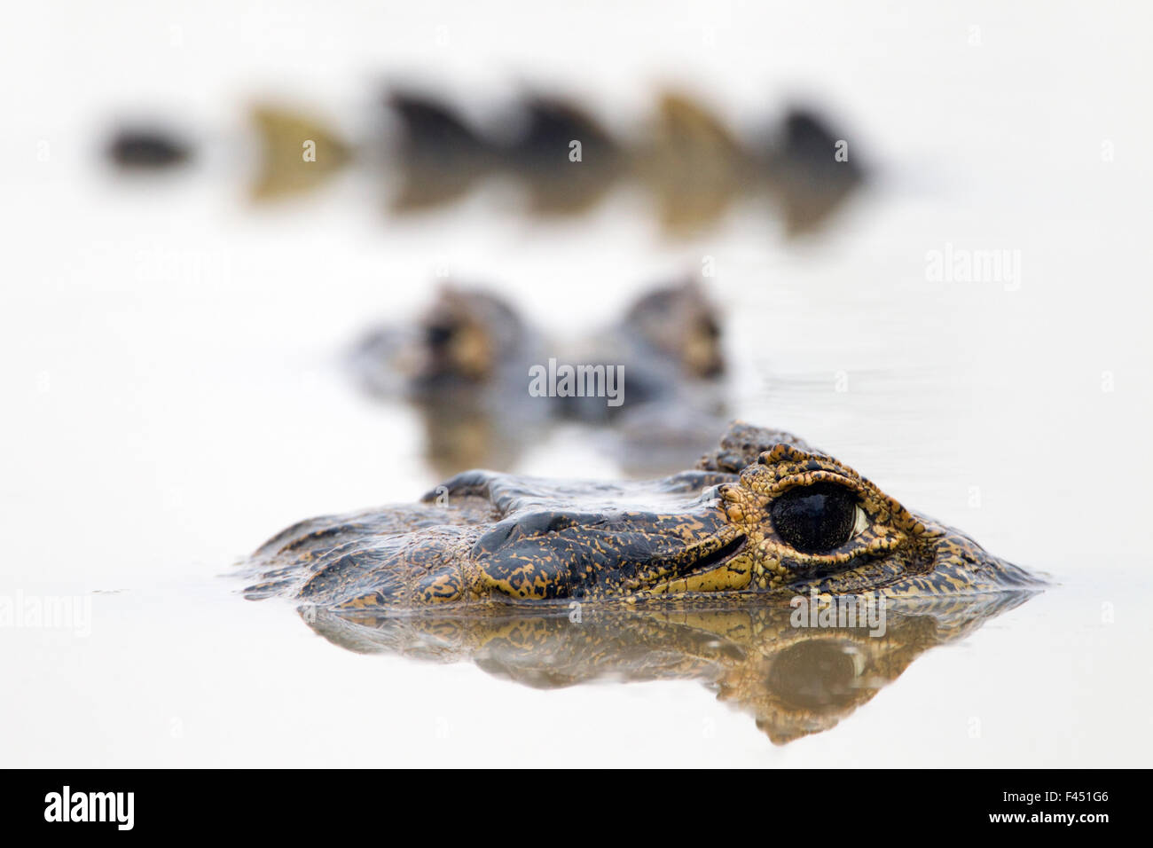 Shrinking pool hi-res stock photography and images - Alamy