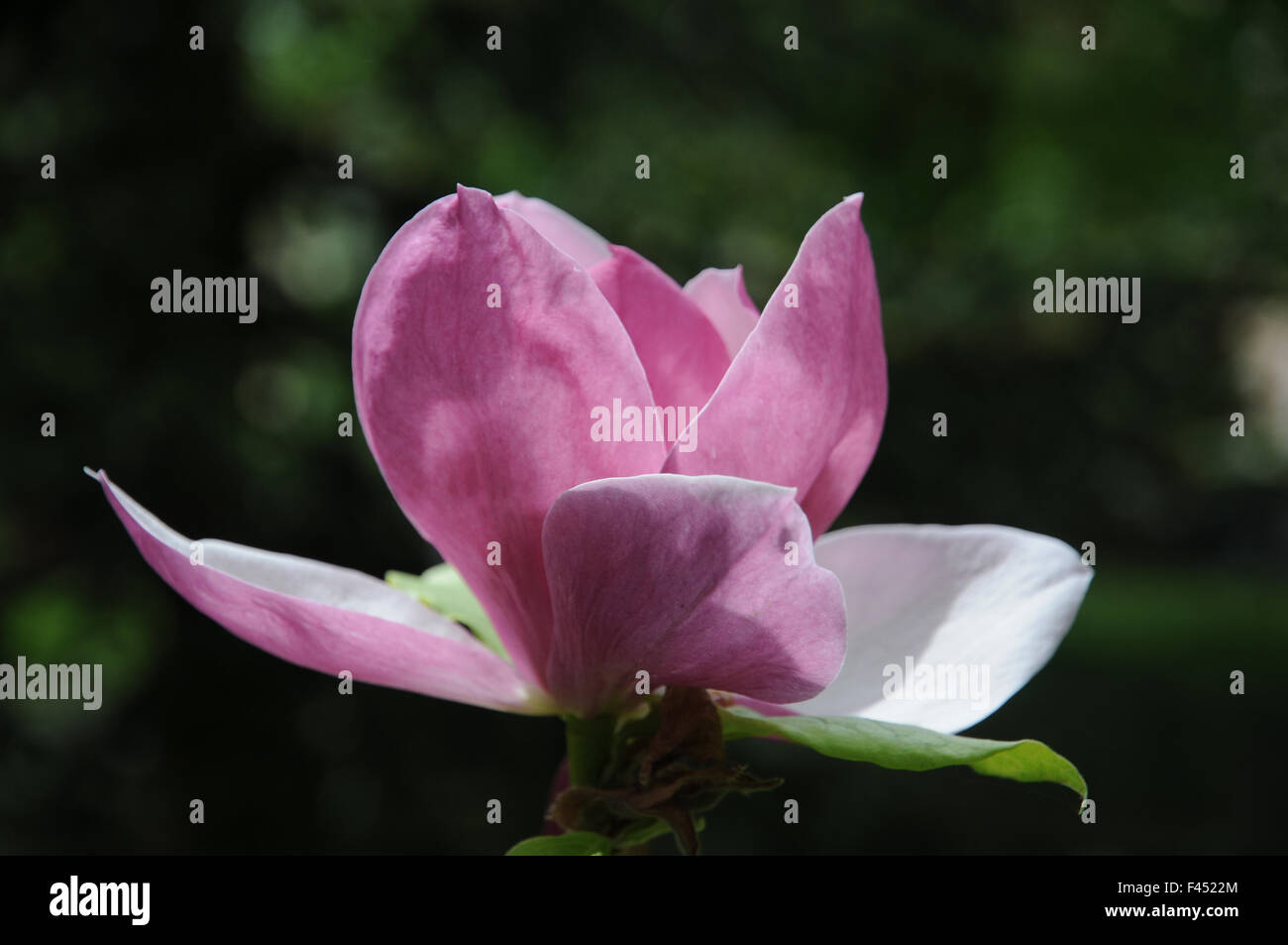 Soucer hi-res stock photography and images - Alamy