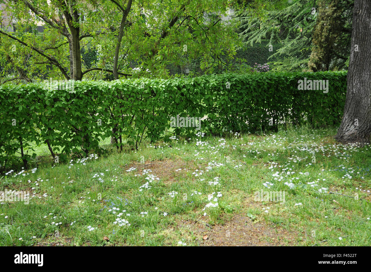 Cornus mas hedge hi-res stock photography and images - Alamy
