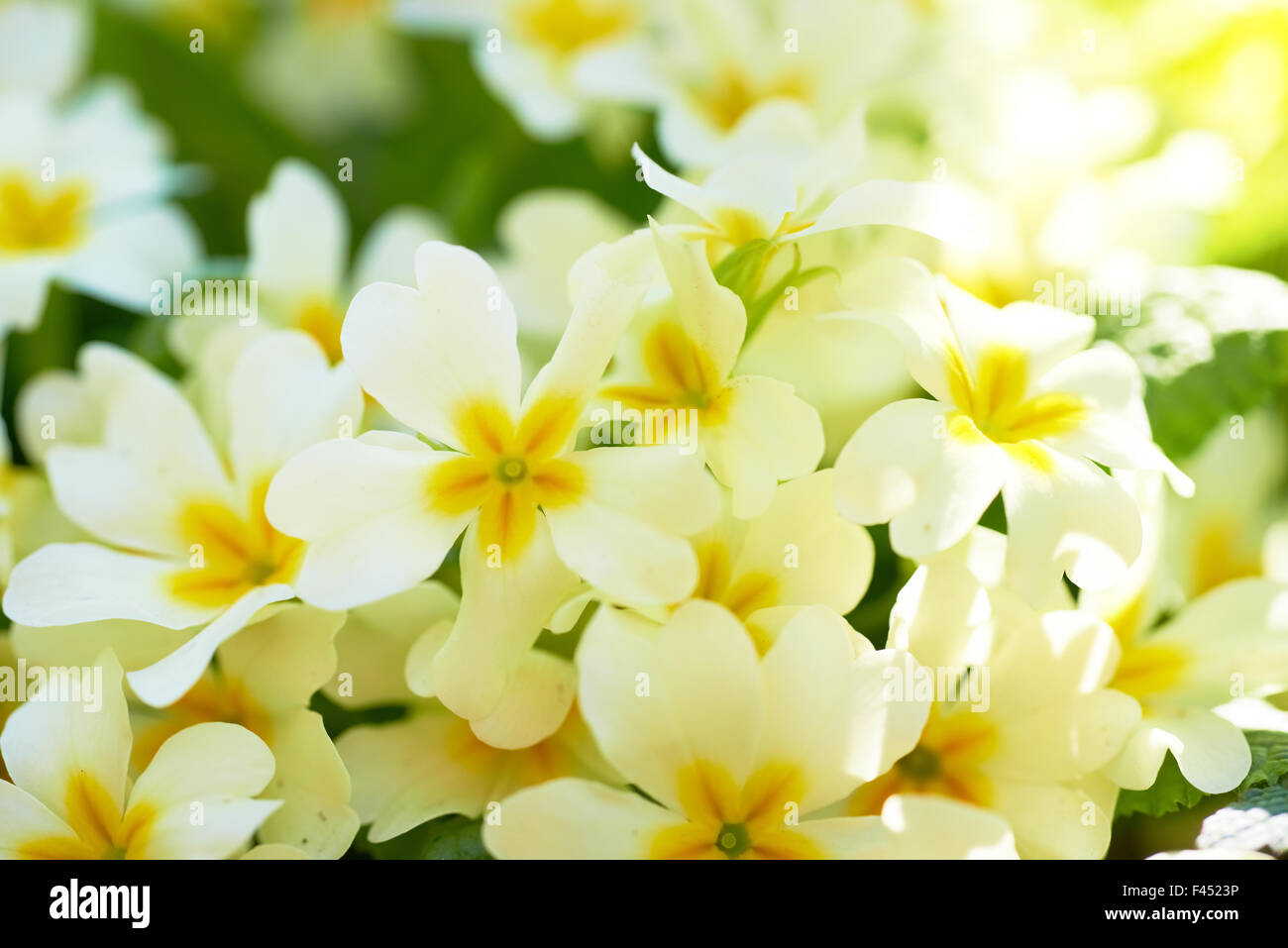 Spring yellow hi-res stock photography and images - Alamy
