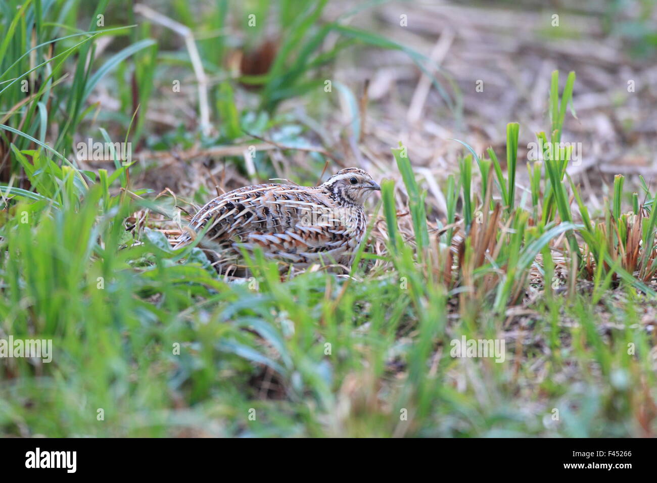 Japanese Quail (Coturnix japonica) in Japan Stock Photo - Alamy