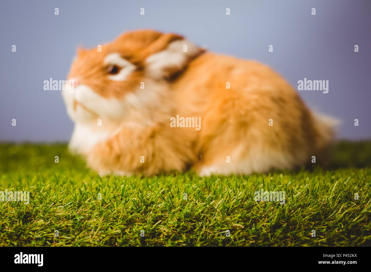 Ginger bunny rabbit hi-res stock photography and images - Alamy