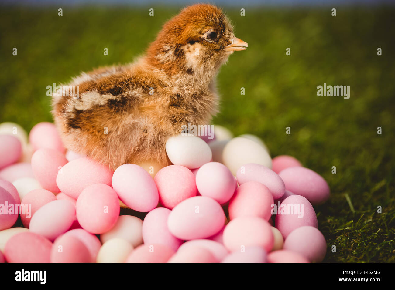 Stuffed chick with easter eggs Stock Photo - Alamy