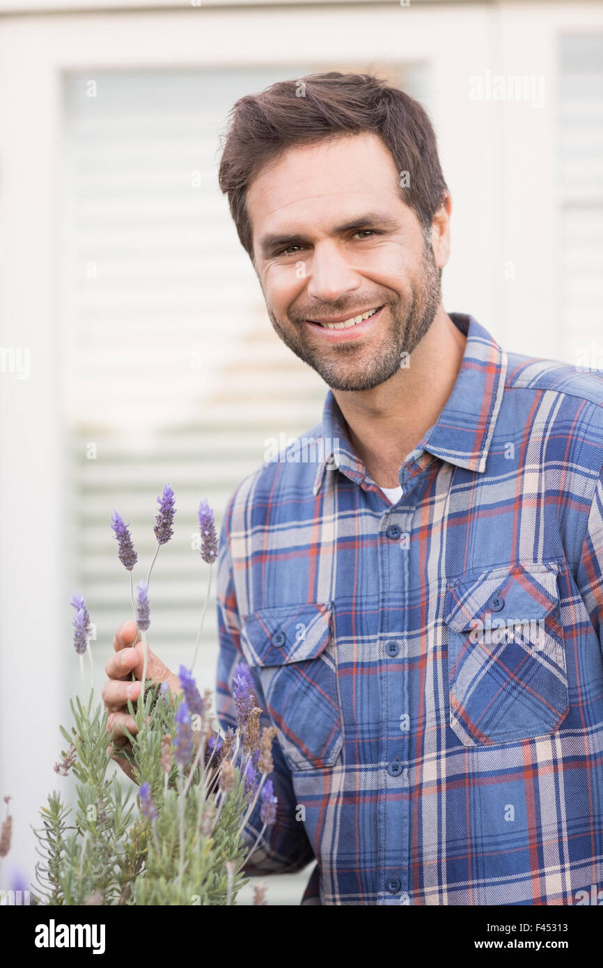 Happy man smelling his lavender plant Stock Photo - Alamy