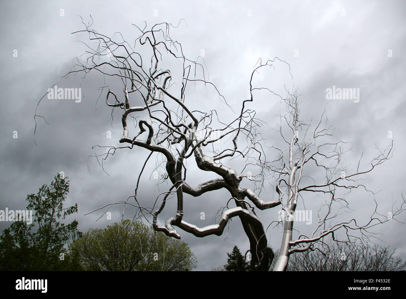 Iron tree hi-res stock photography and images - Alamy