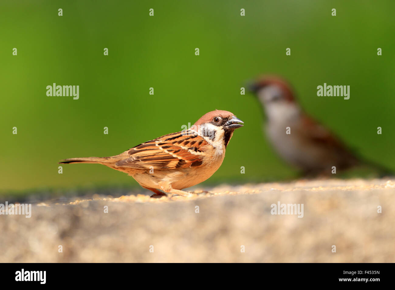 Eurasian Tree Sparrow (Passer montanus) in Japan Stock Photo - Alamy