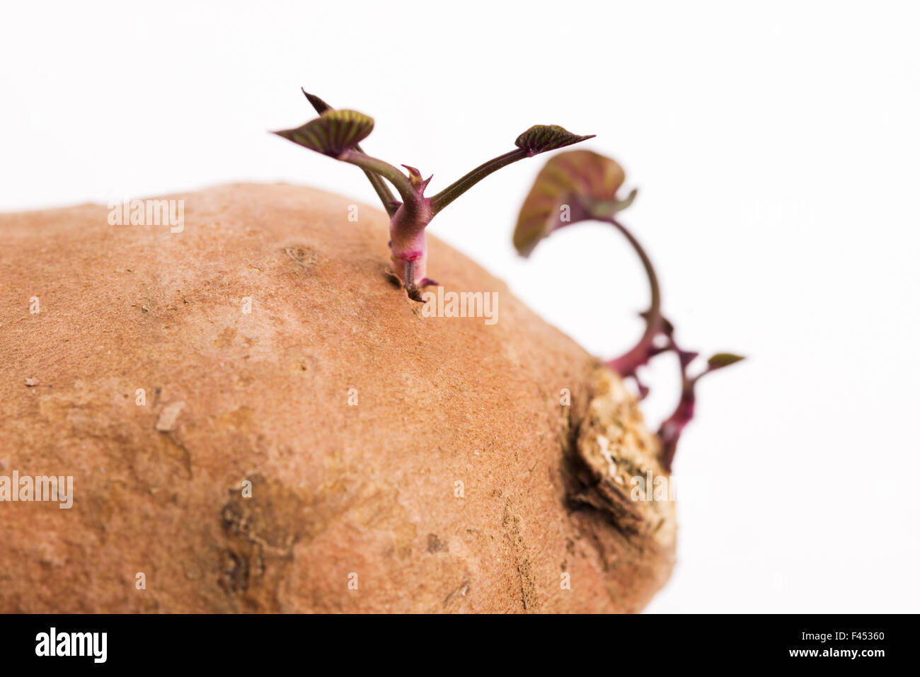 Sweet potato with sprout, white background Stock Photo - Alamy