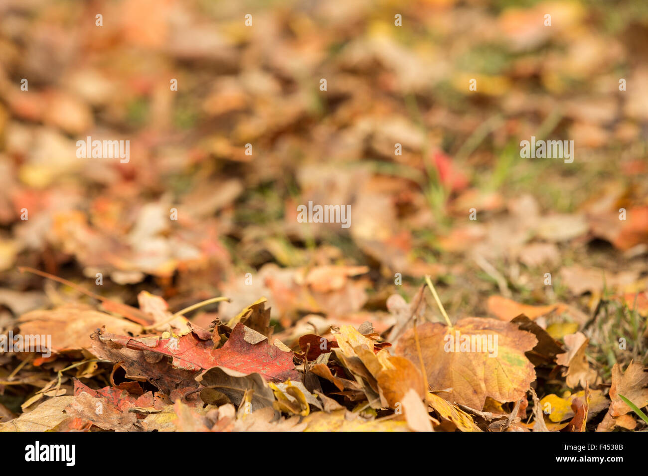 Dead leaves on the ground Stock Photo - Alamy