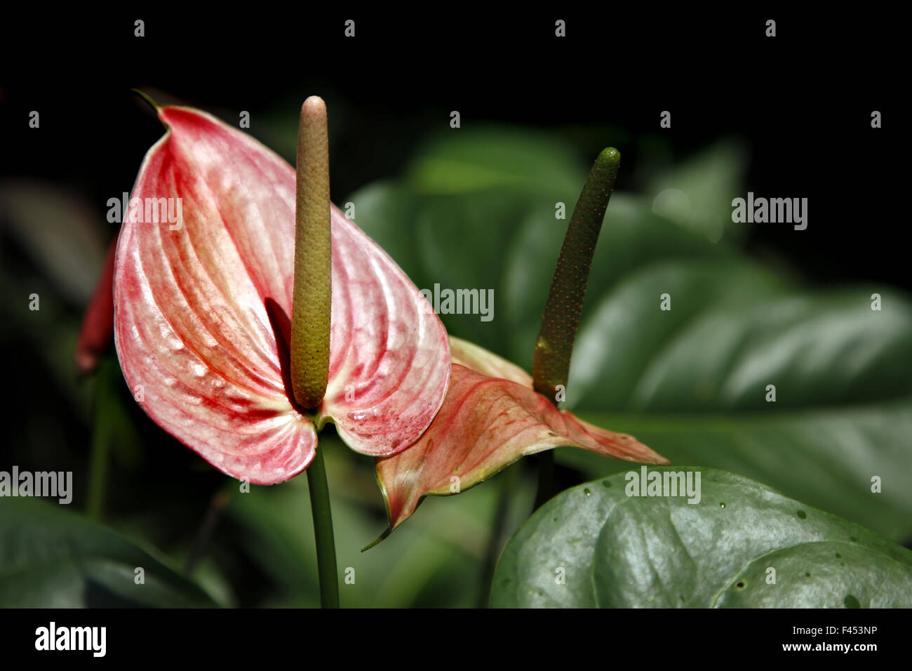Flamingo lily hi-res stock photography and images - Alamy