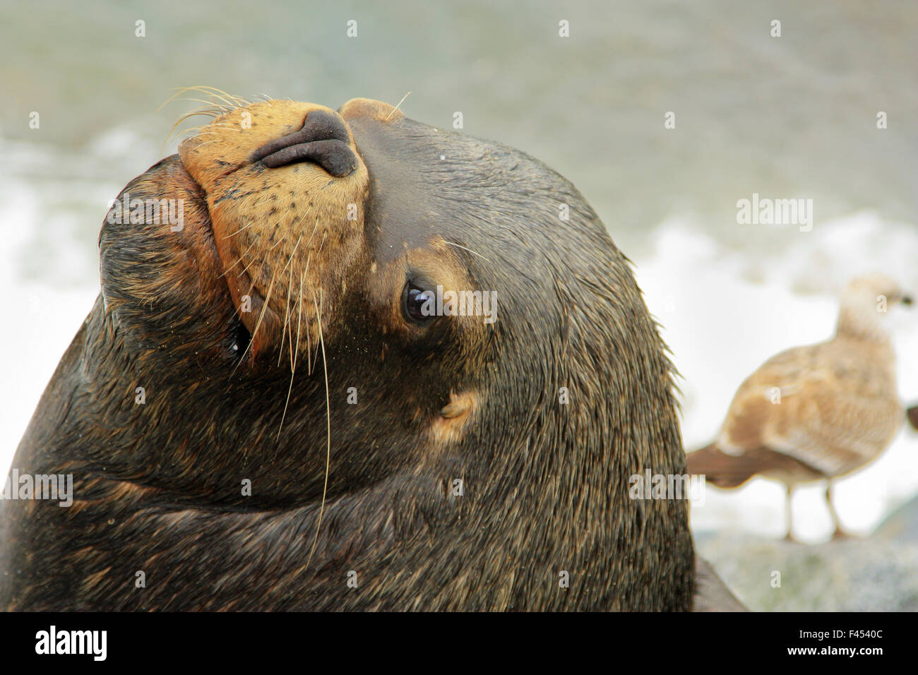 a close up photo of a sea lion at the beach front at Valparaiso Stock ...