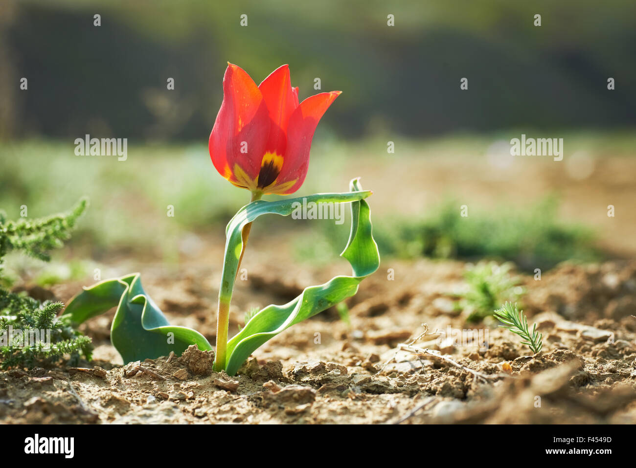 Beautiful red wild tulip Stock Photo - Alamy