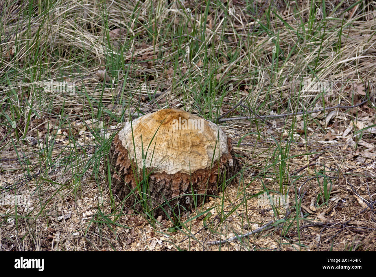 Beaver cut hi-res stock photography and images - Alamy