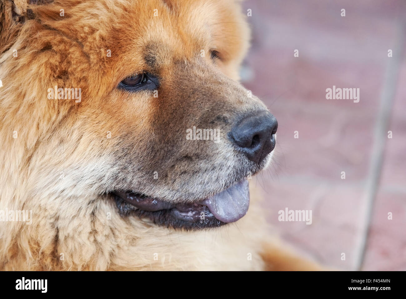 Beautiful pure bred hi-res stock photography and images - Alamy