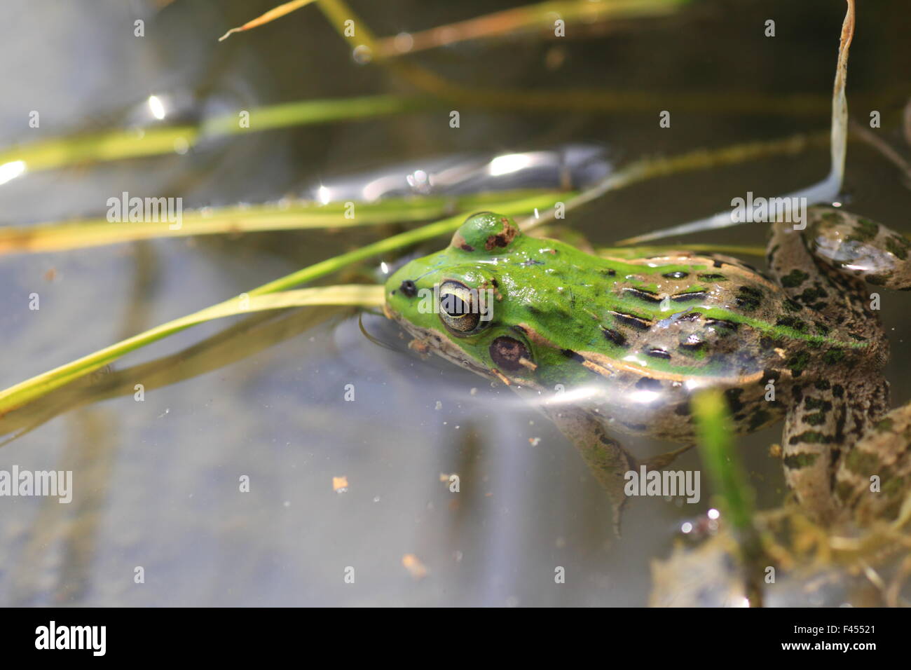 Rice field frog hi-res stock photography and images - Alamy