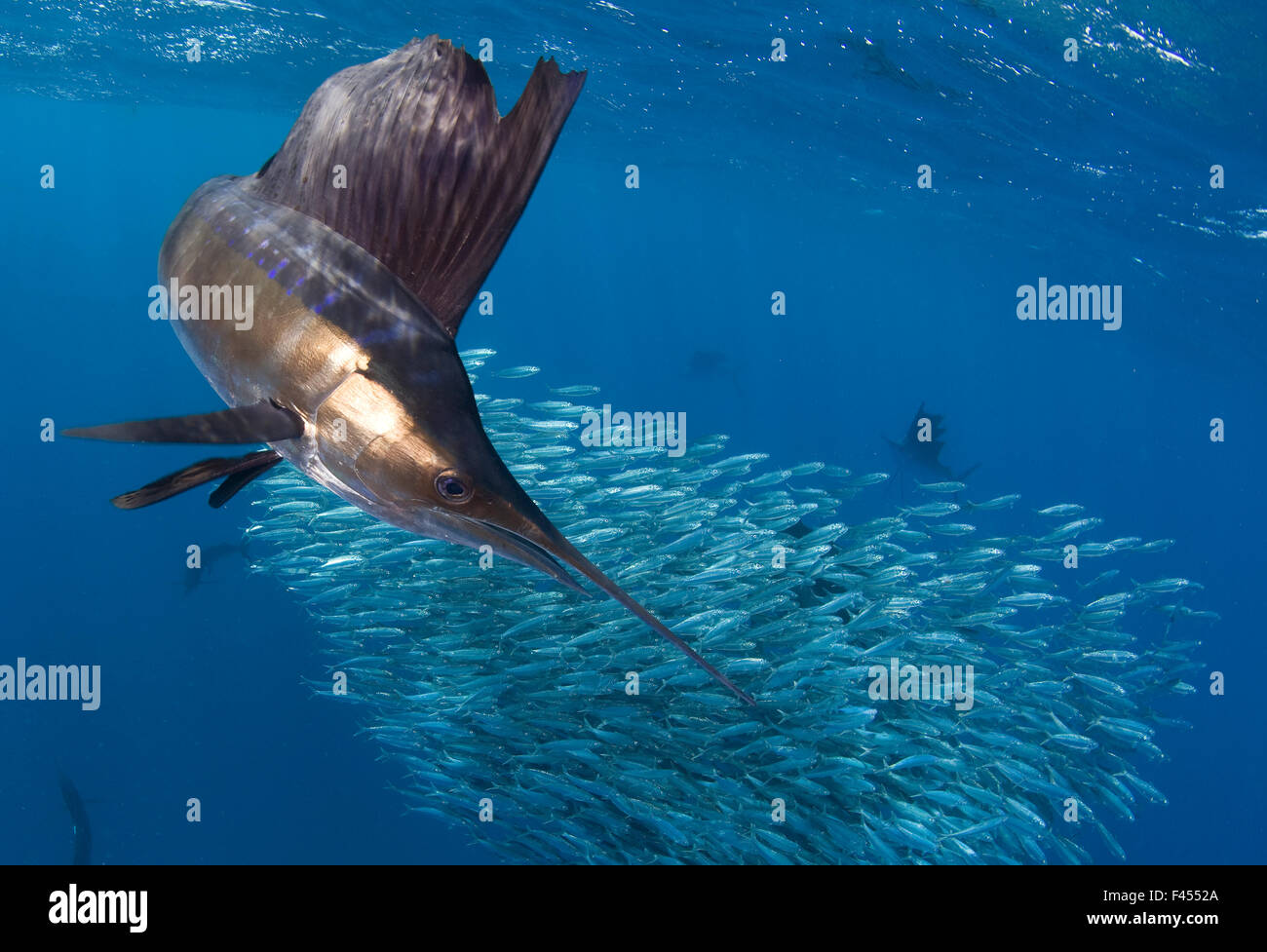 Indo Pacific Sailfish (Istiophorus platypterus) feeding on sardines ...