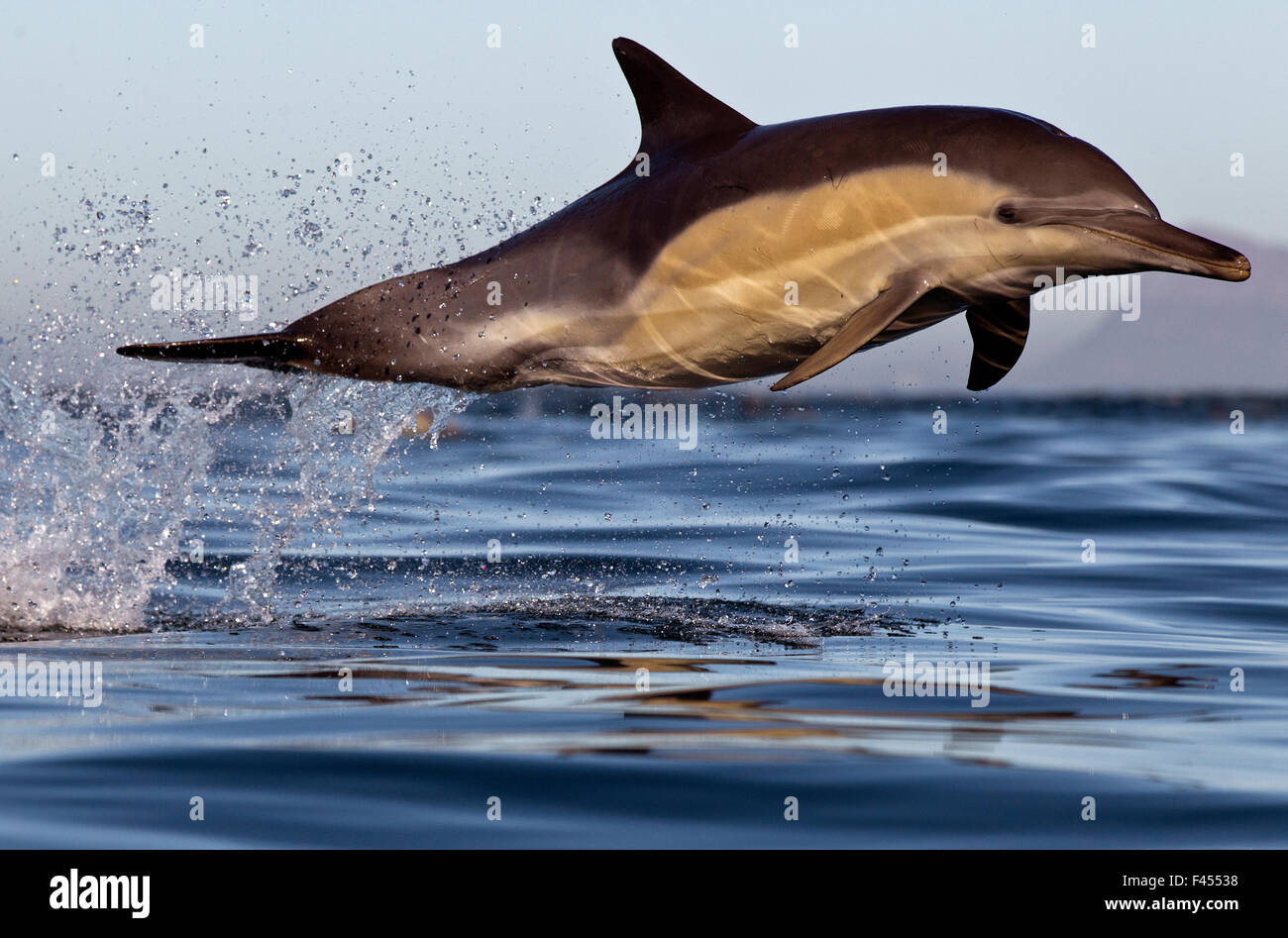 Dolphin side view not bottlenose hi-res stock photography and images ...