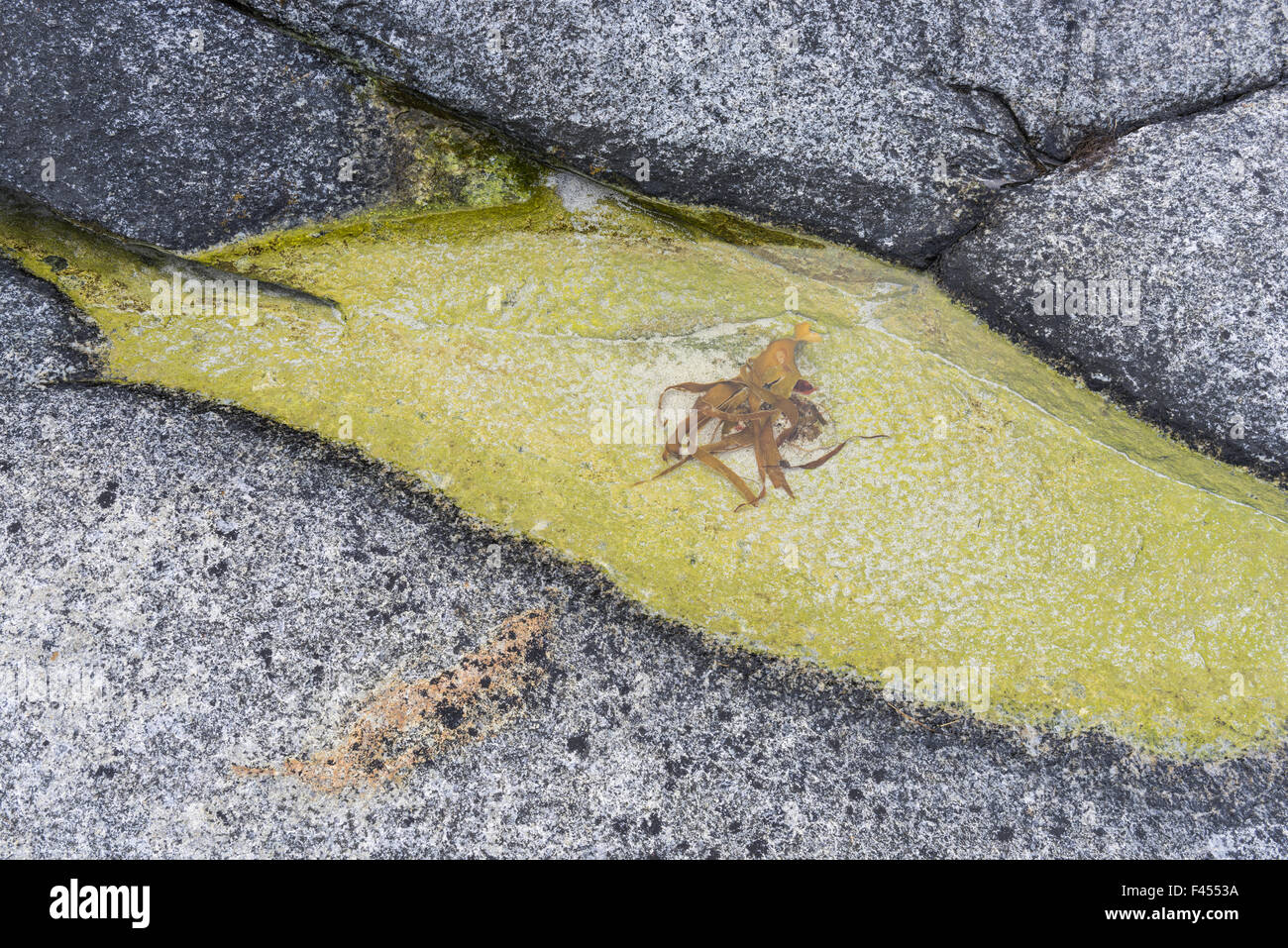 tidal pool, Lofoten, Norway Stock Photo - Alamy