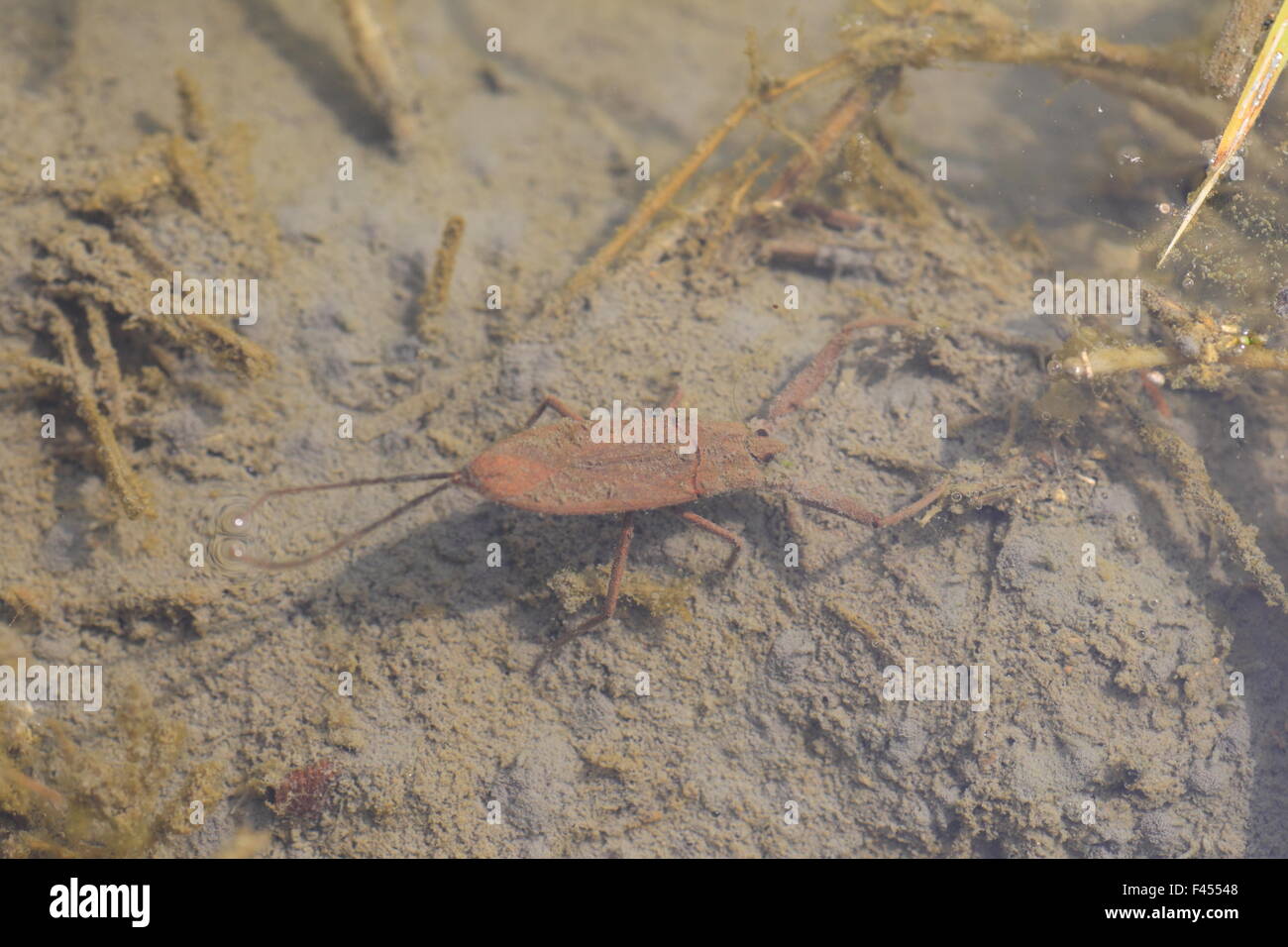 Water scorpion (Laccotrephes japonensis) in Japan Stock Photo - Alamy