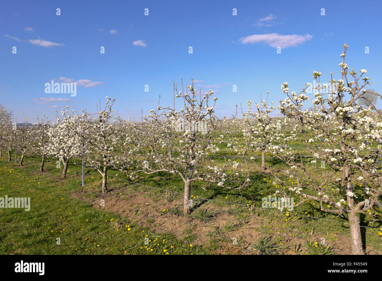 Fruit tree plantation Stock Photo - Alamy