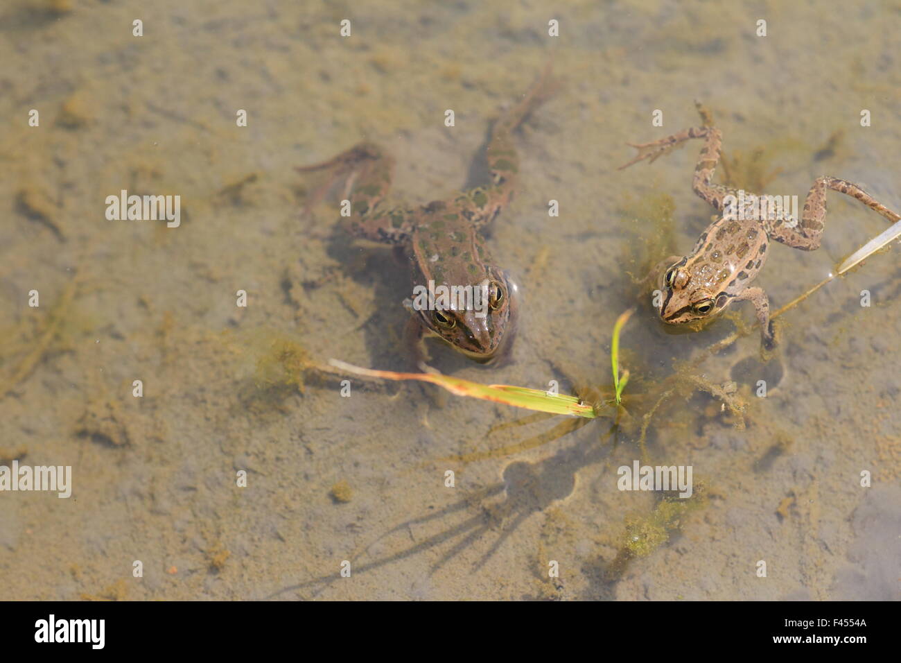 Rice field frog hi-res stock photography and images - Alamy