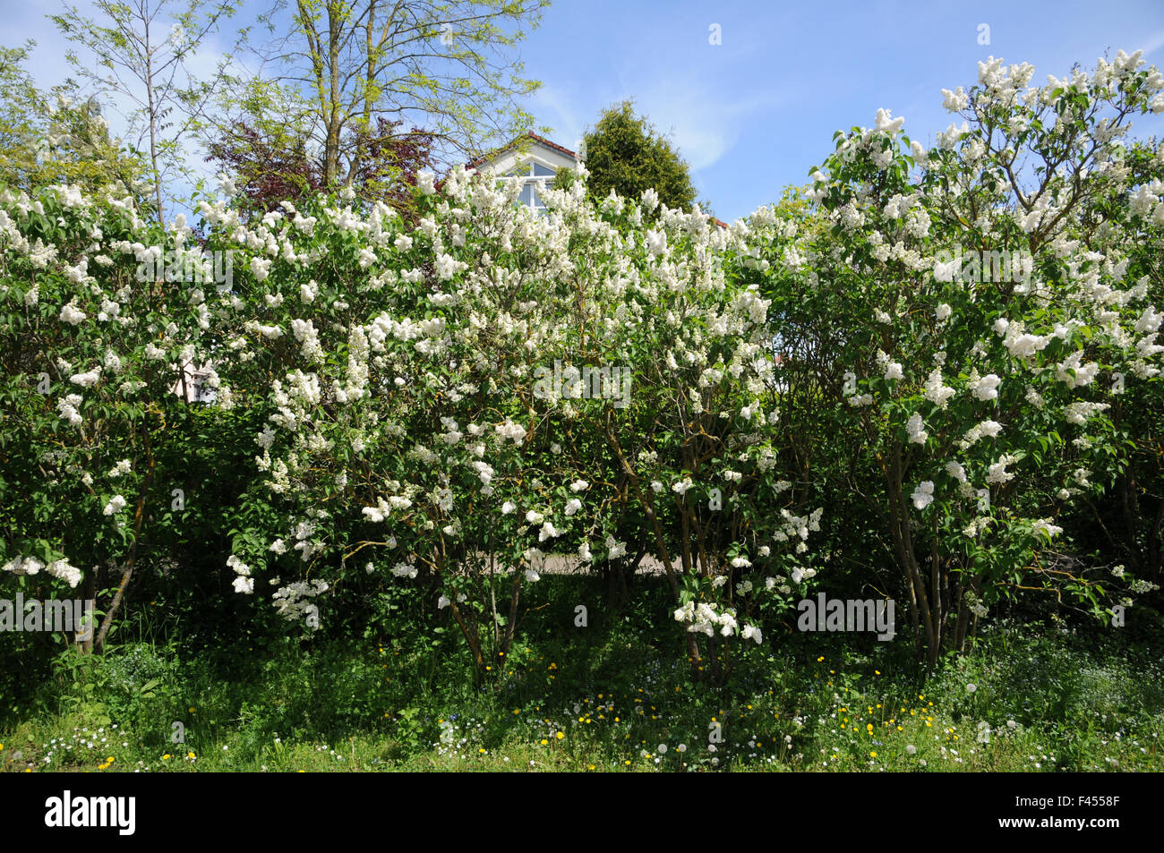 Lilac hedge hi-res stock photography and images - Alamy